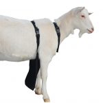 Beyond Design – Anti-Mating Apron – www.buckapron.com