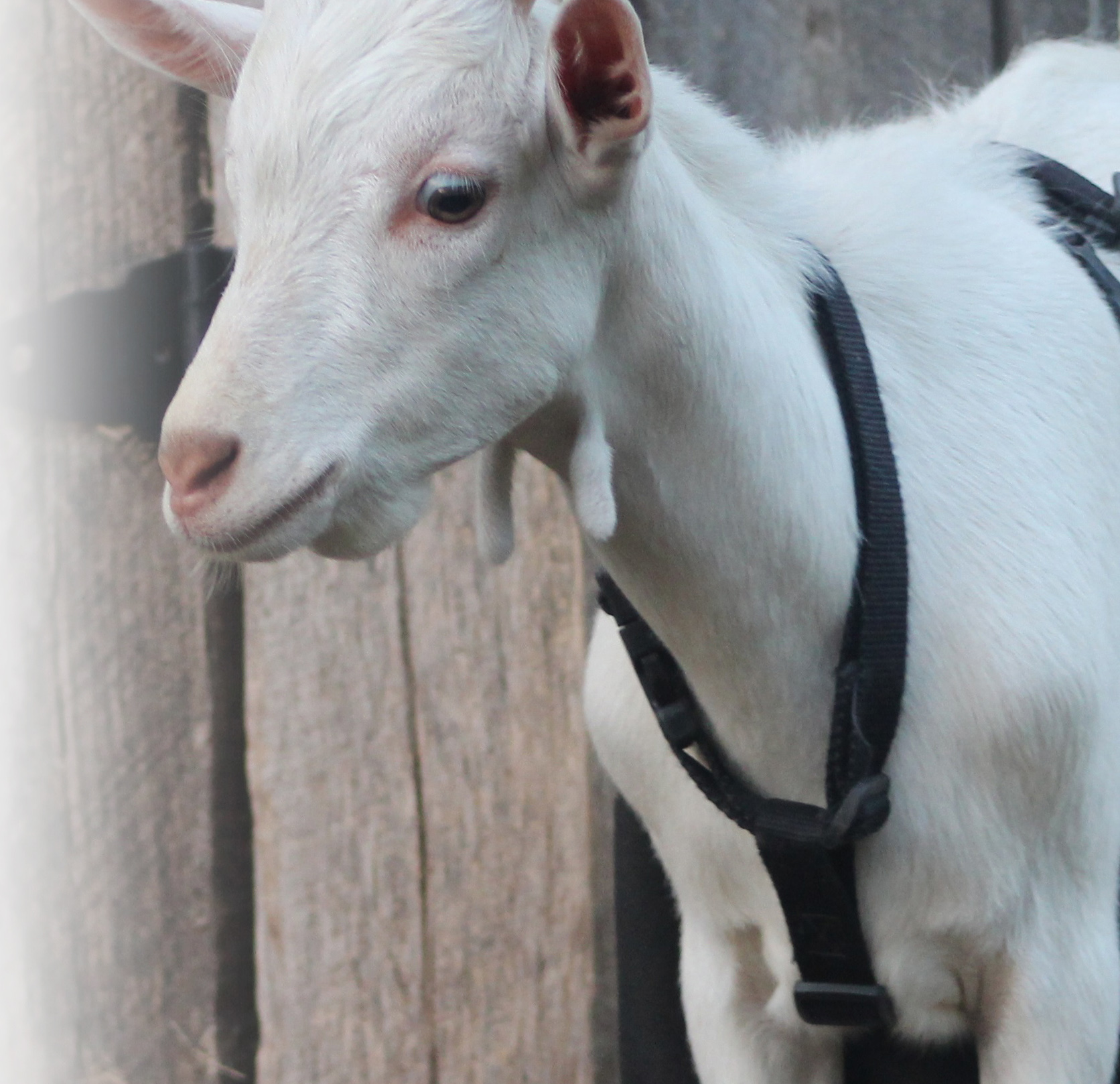 About Us – www.buckapron.com